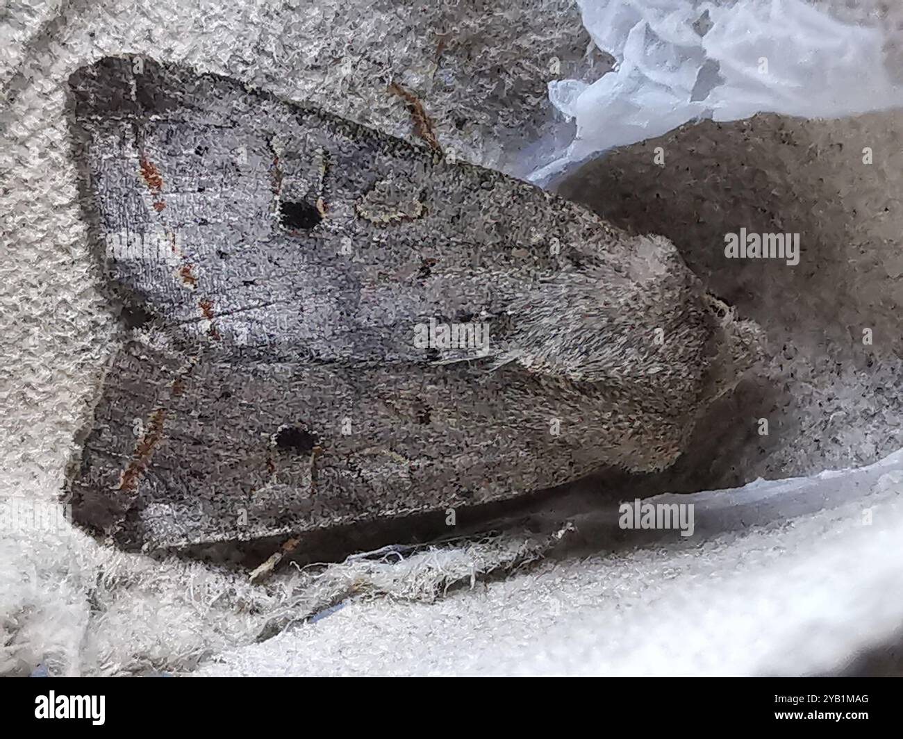 Red-line Quaker (Agrochola lota) Insecta Stock Photo - Alamy