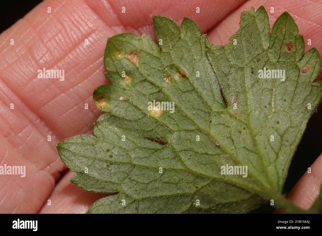 (Entyloma eburneum) Fungi Stock Photo - Alamy