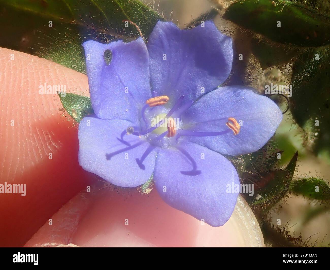 Spiny False Fiddleleaf (Hydrolea spinosa) Plantae Stock Photo - Alamy