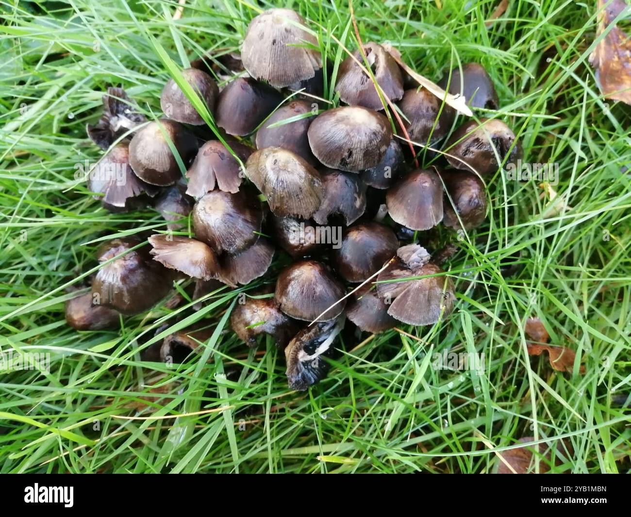 Common Ink Cap (Coprinopsis atramentaria) Fungi Stock Photo - Alamy