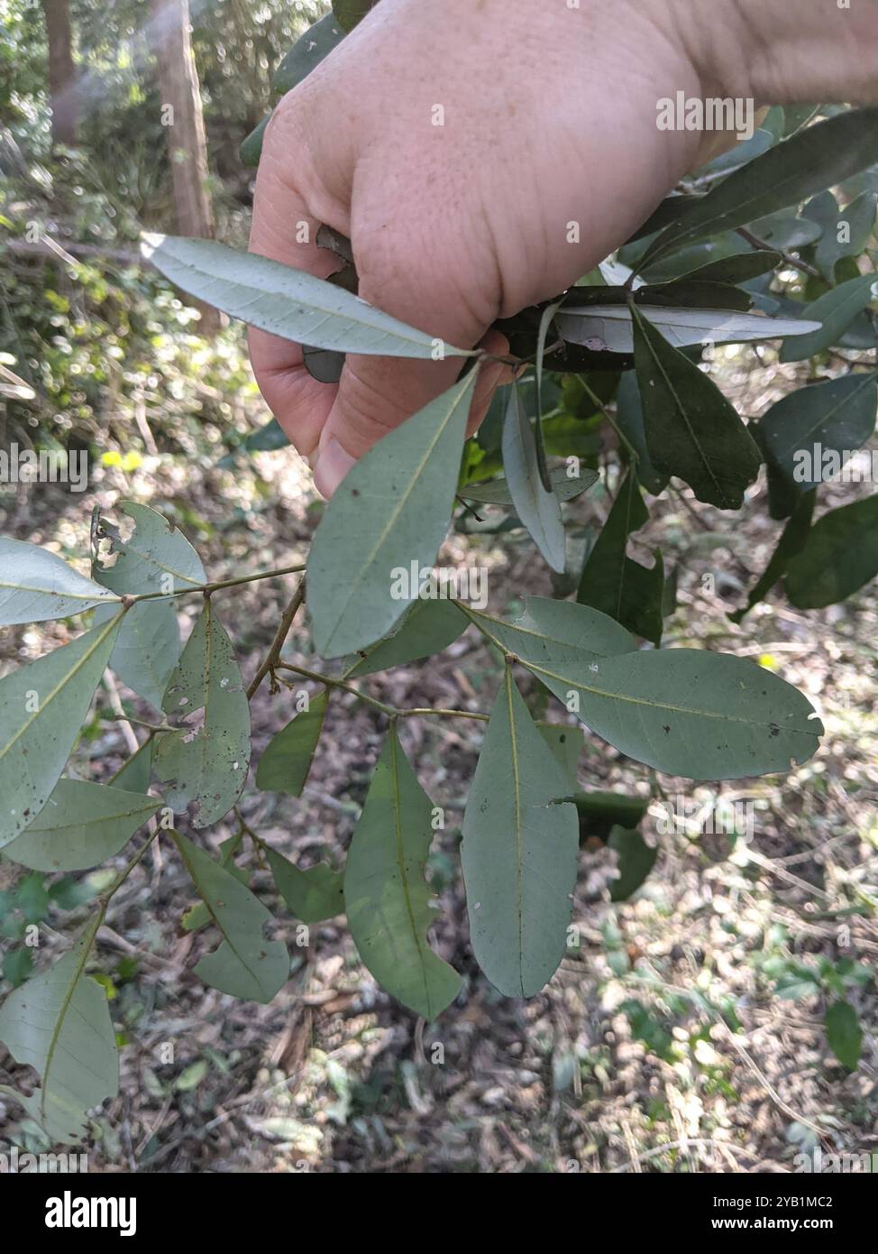 Guioa (Guioa semiglauca) Plantae Stock Photo - Alamy