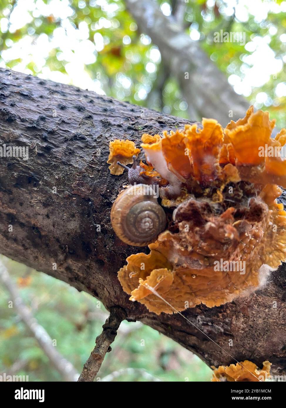 Common Land Snails and Slugs (Stylommatophora) Mollusca Stock Photo - Alamy