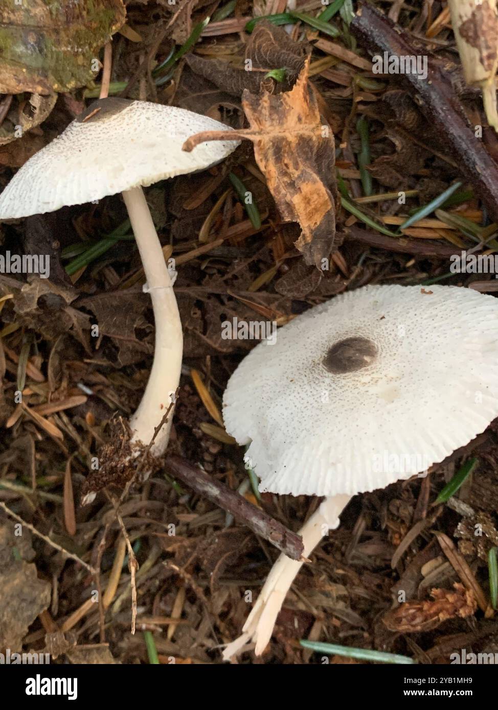 Skullcap Dapperling (Leucocoprinus brebissonii) Fungi Stock Photo - Alamy