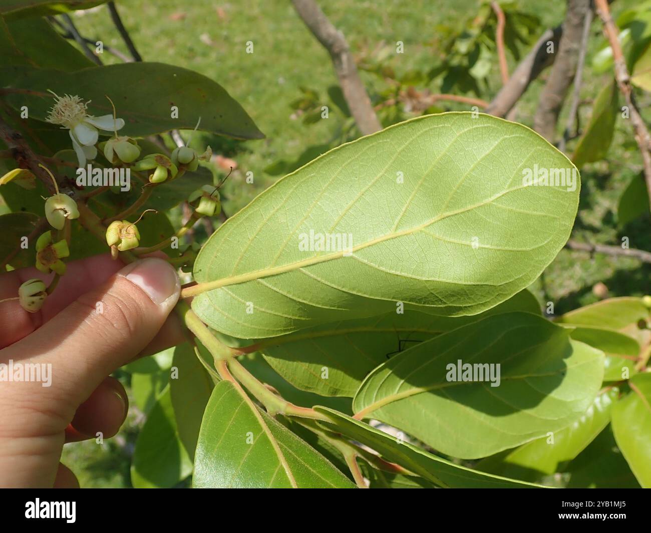 myrtle family (Myrtaceae) Plantae Stock Photo - Alamy