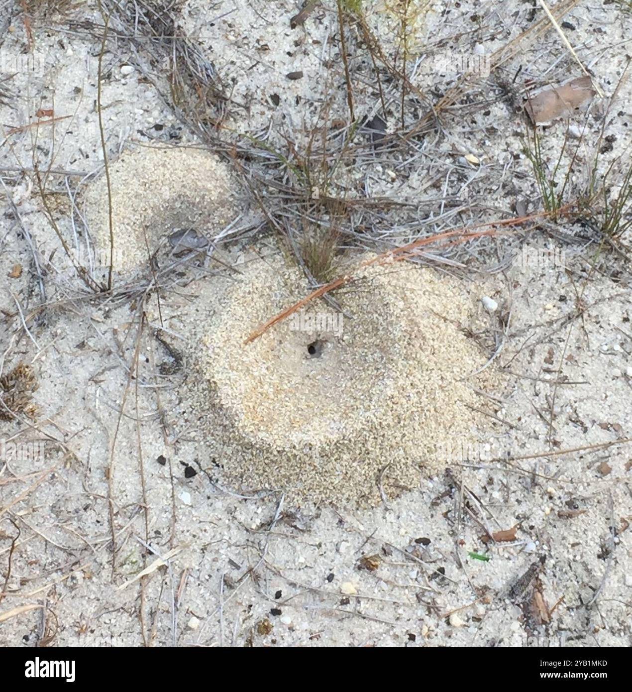 Buren's Pyramid Ant (Dorymyrmex bureni) Insecta Stock Photo - Alamy