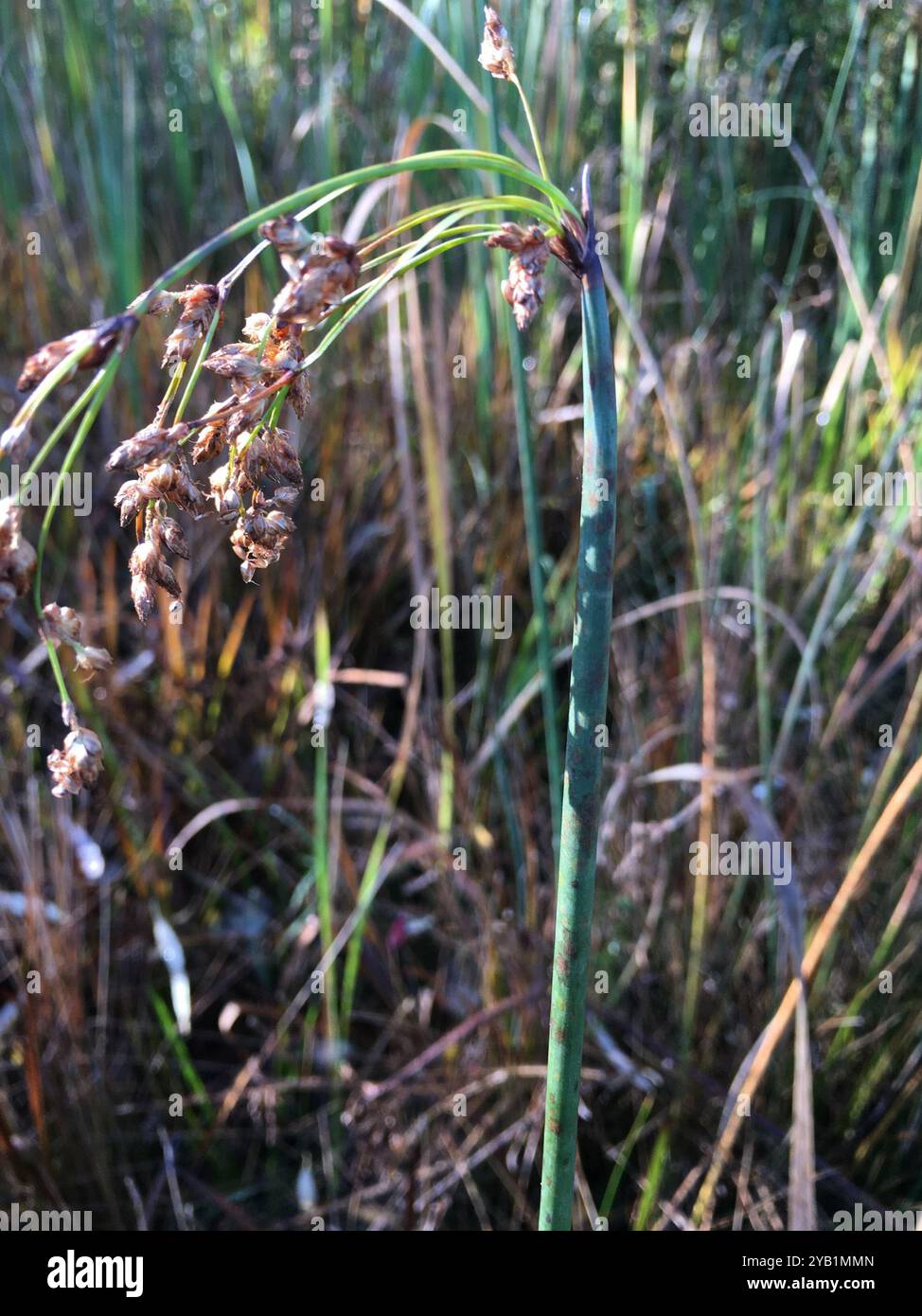 soft-stemmed bulrush (Schoenoplectus tabernaemontani) Plantae Stock ...