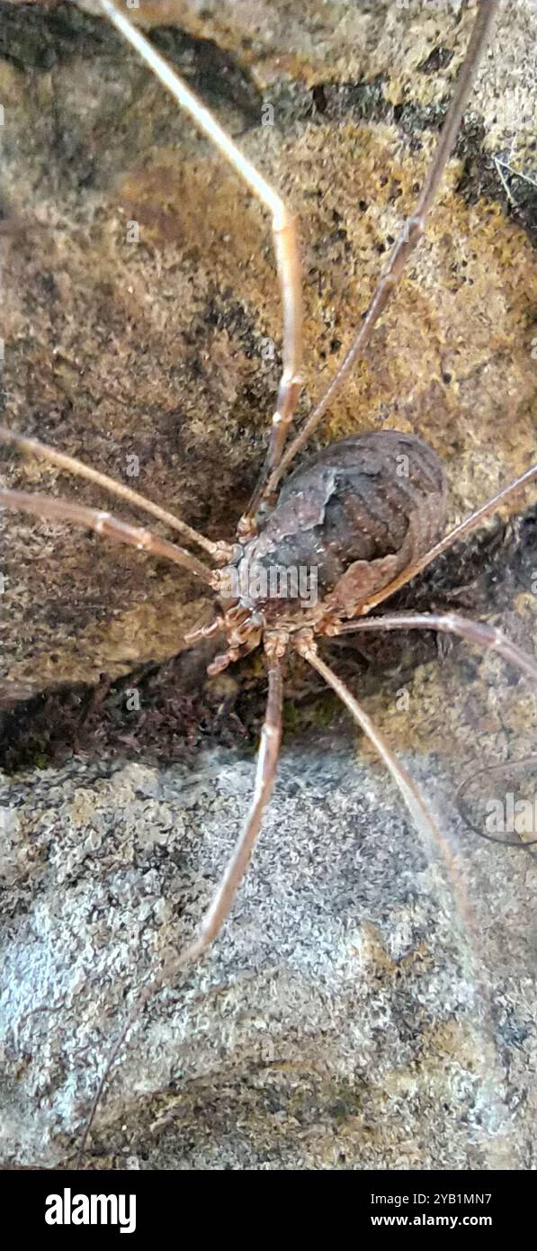 European Harvestman (Phalangium opilio) Arachnida Stock Photo - Alamy
