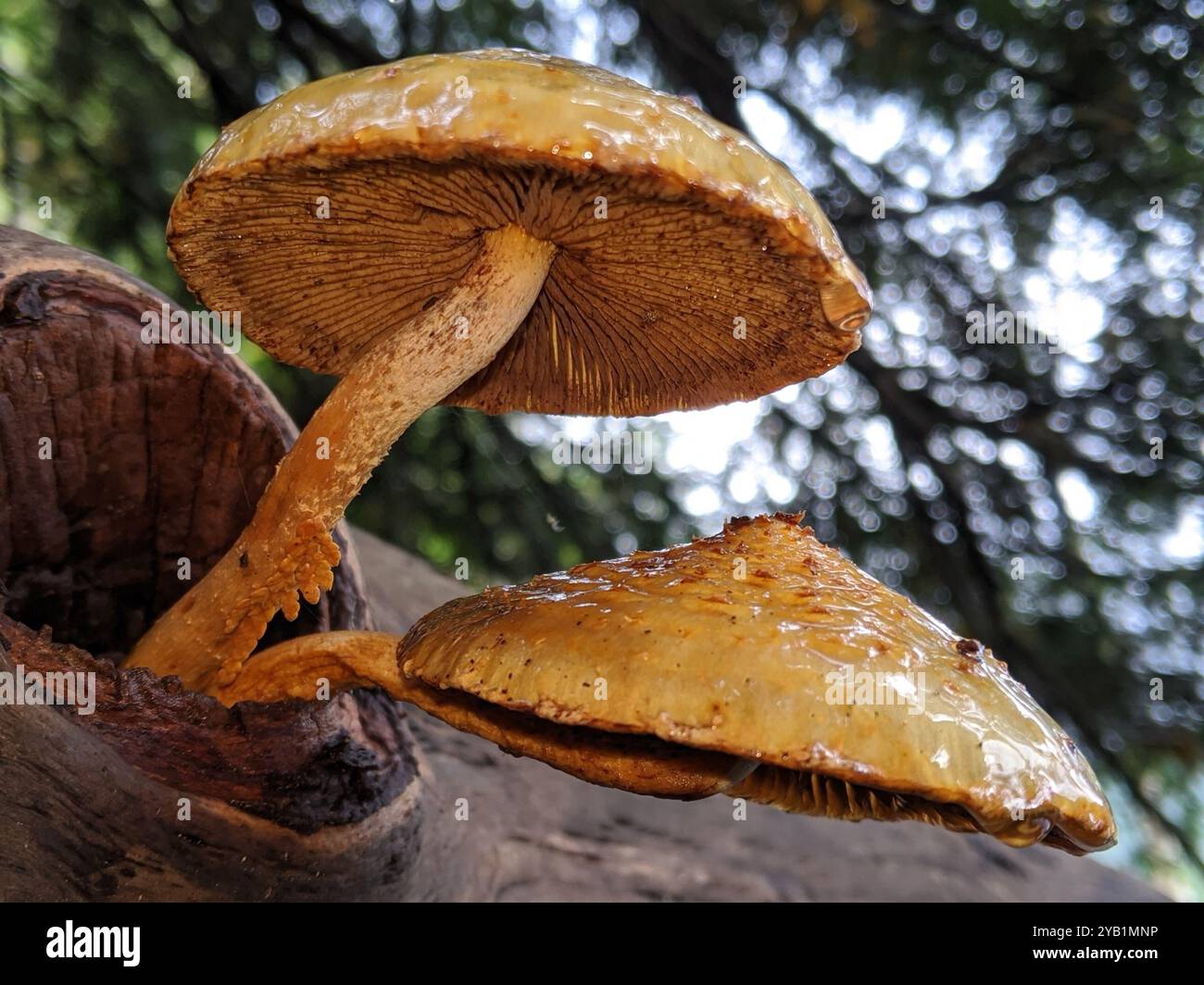 Golden Pholiota (Pholiota aurivella) Fungi Stock Photo - Alamy