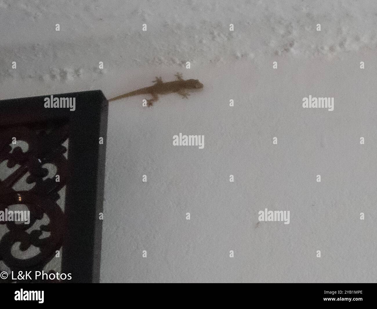 Asian House Gecko (Hemidactylus frenatus) Reptilia Stock Photo - Alamy