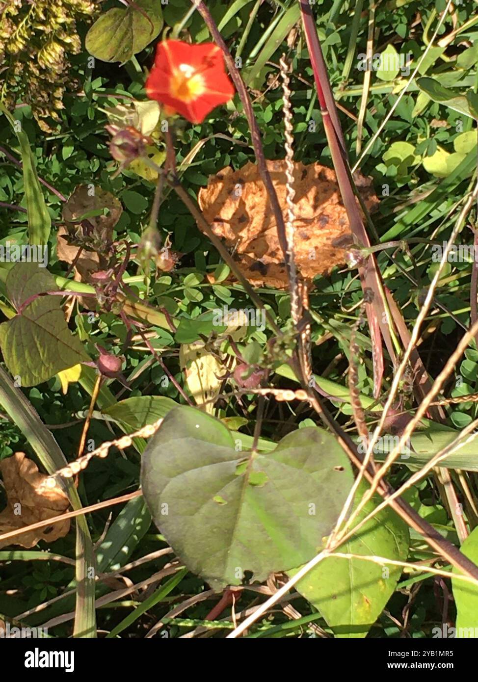 red morning glory (Ipomoea coccinea) Plantae Stock Photo - Alamy