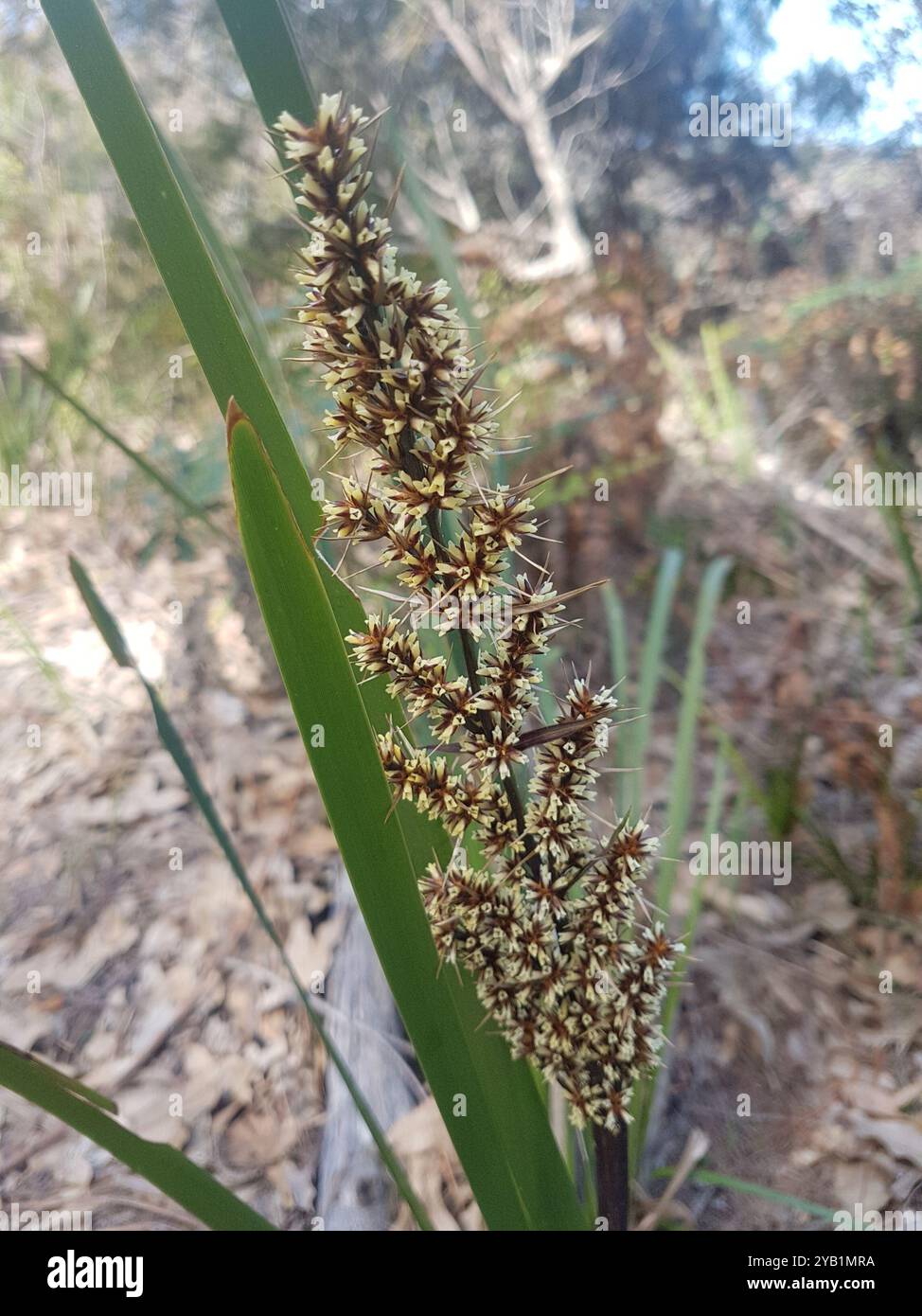 Spiny-headed Mat-rush (Lomandra longifolia) Plantae Stock Photo - Alamy