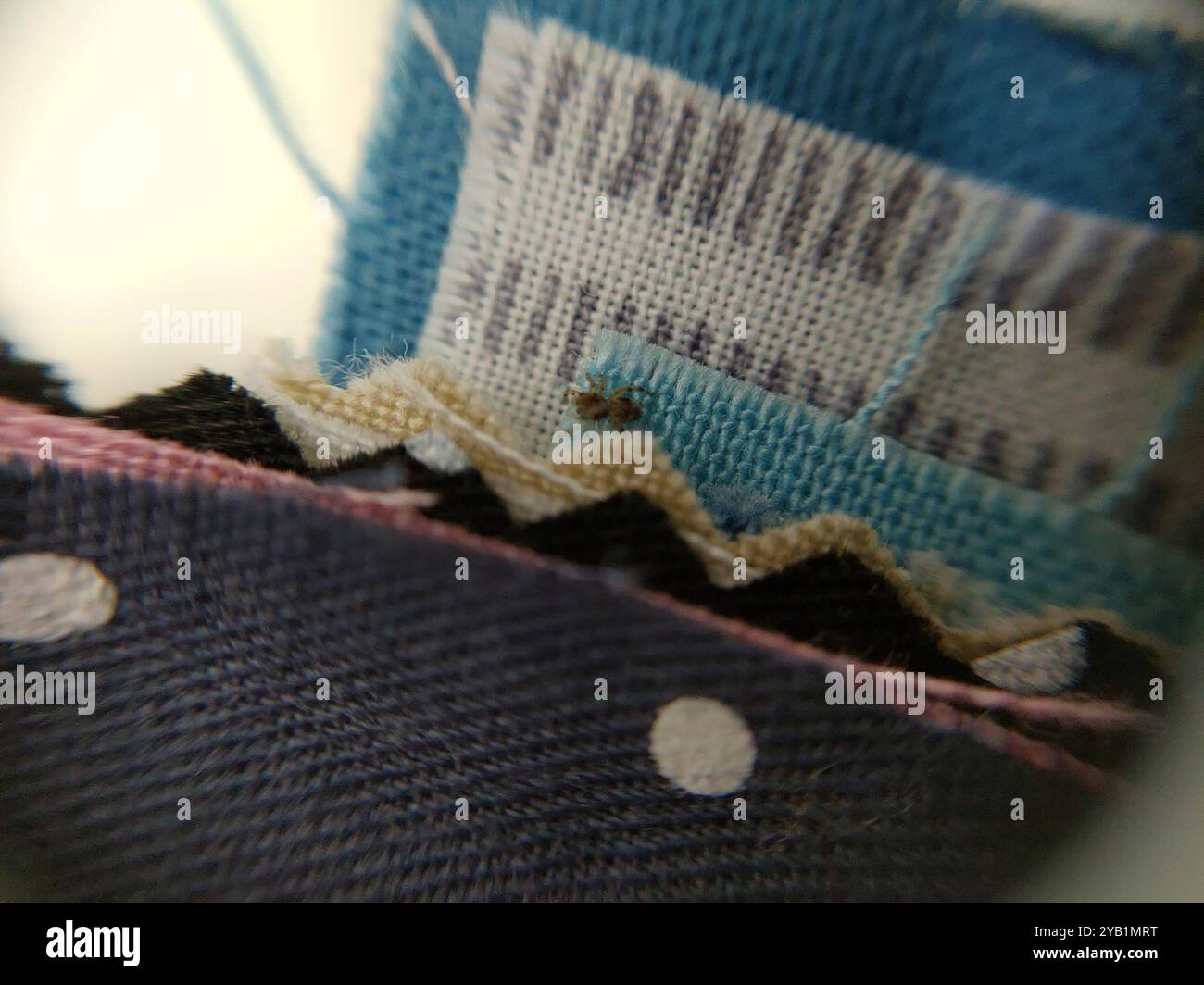 Asiatic Wall Jumping Spider (Attulus fasciger) Arachnida Stock Photo ...