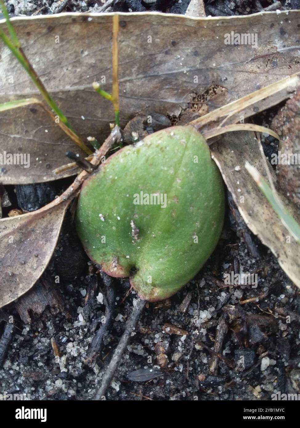 Red Beaks (Pyrorchis nigricans) Plantae Stock Photo - Alamy
