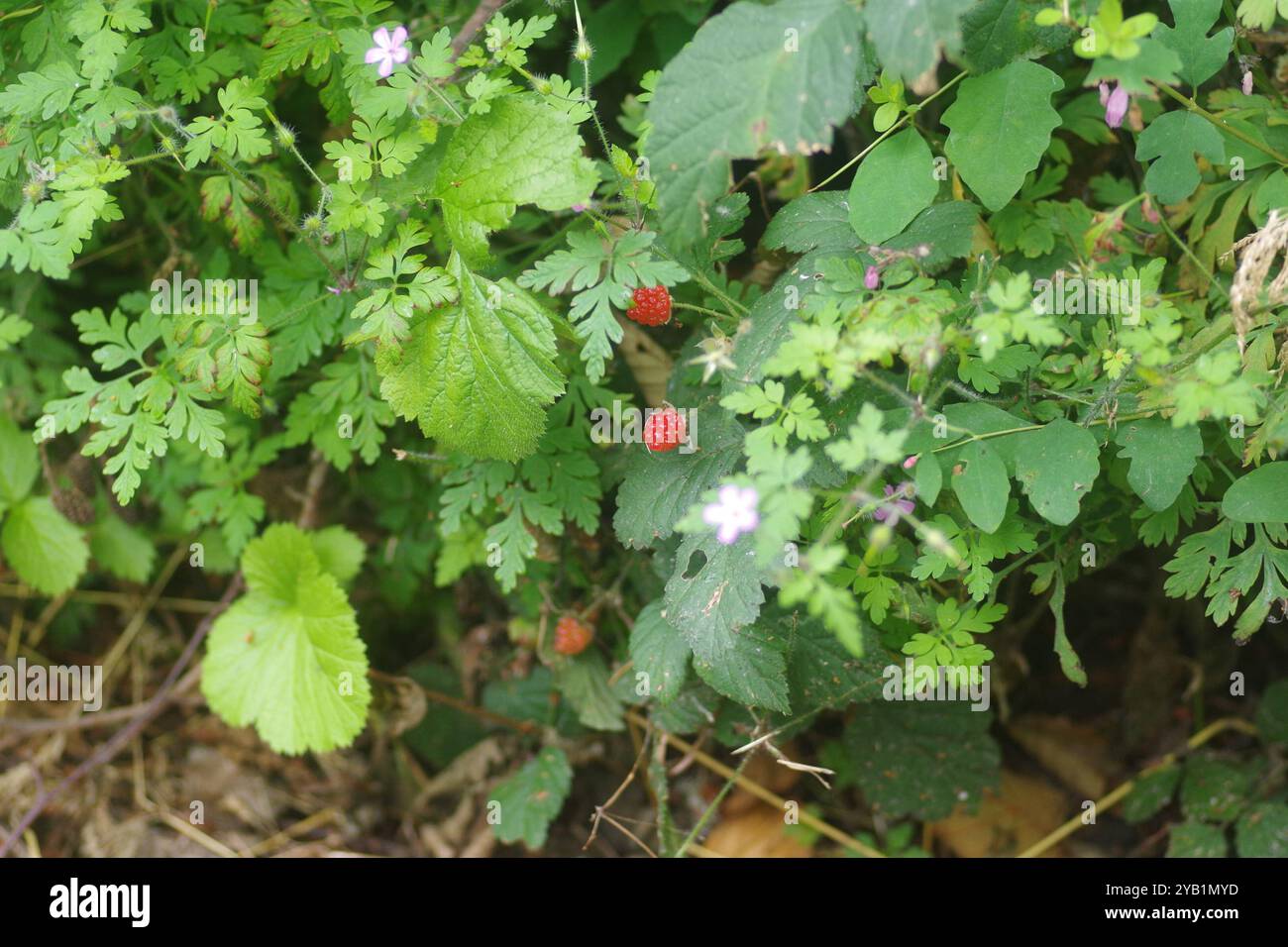 brambles (Rubus) Plantae Stock Photo - Alamy