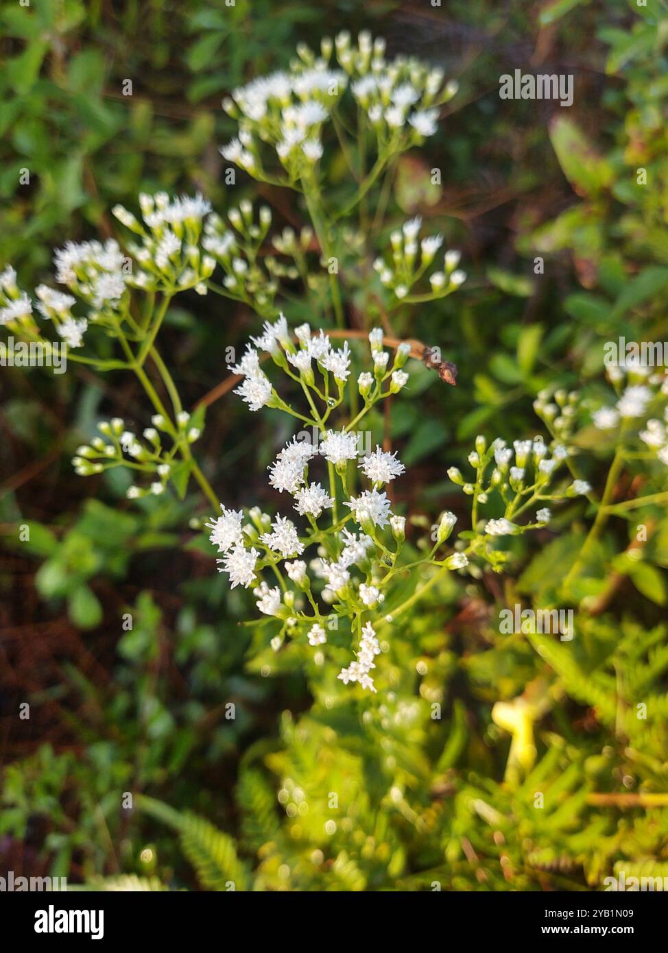 hammock snakeroot (Ageratina jucunda) Plantae Stock Photo - Alamy
