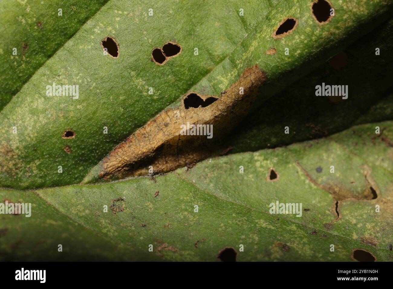 Common Alder Midget (Phyllonorycter rajella) Insecta Stock Photo - Alamy