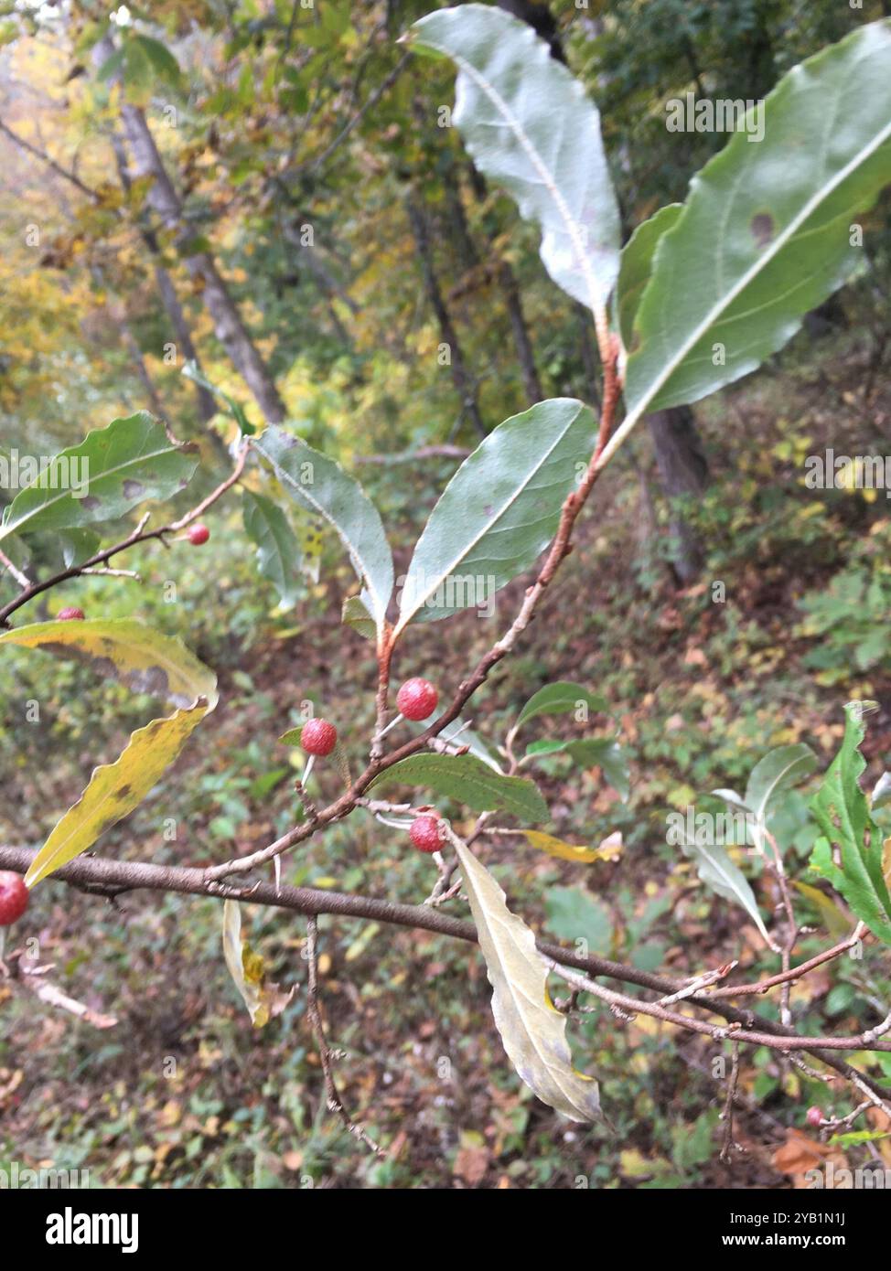 autumn olive (Elaeagnus umbellata) Plantae Stock Photo - Alamy
