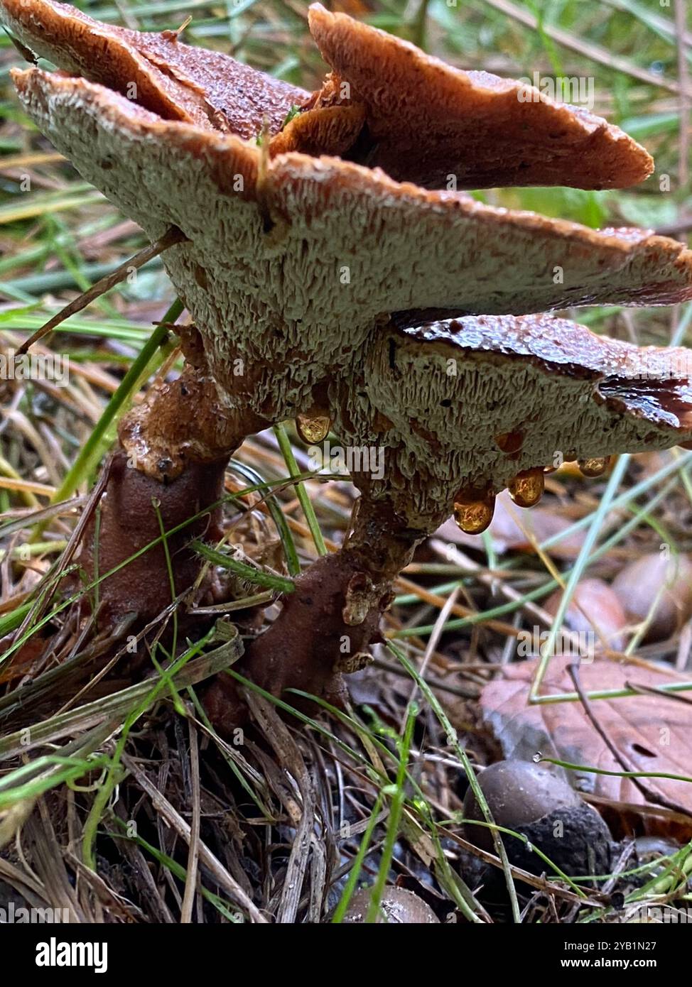 Blushing Rosette (Abortiporus biennis) Fungi Stock Photo - Alamy
