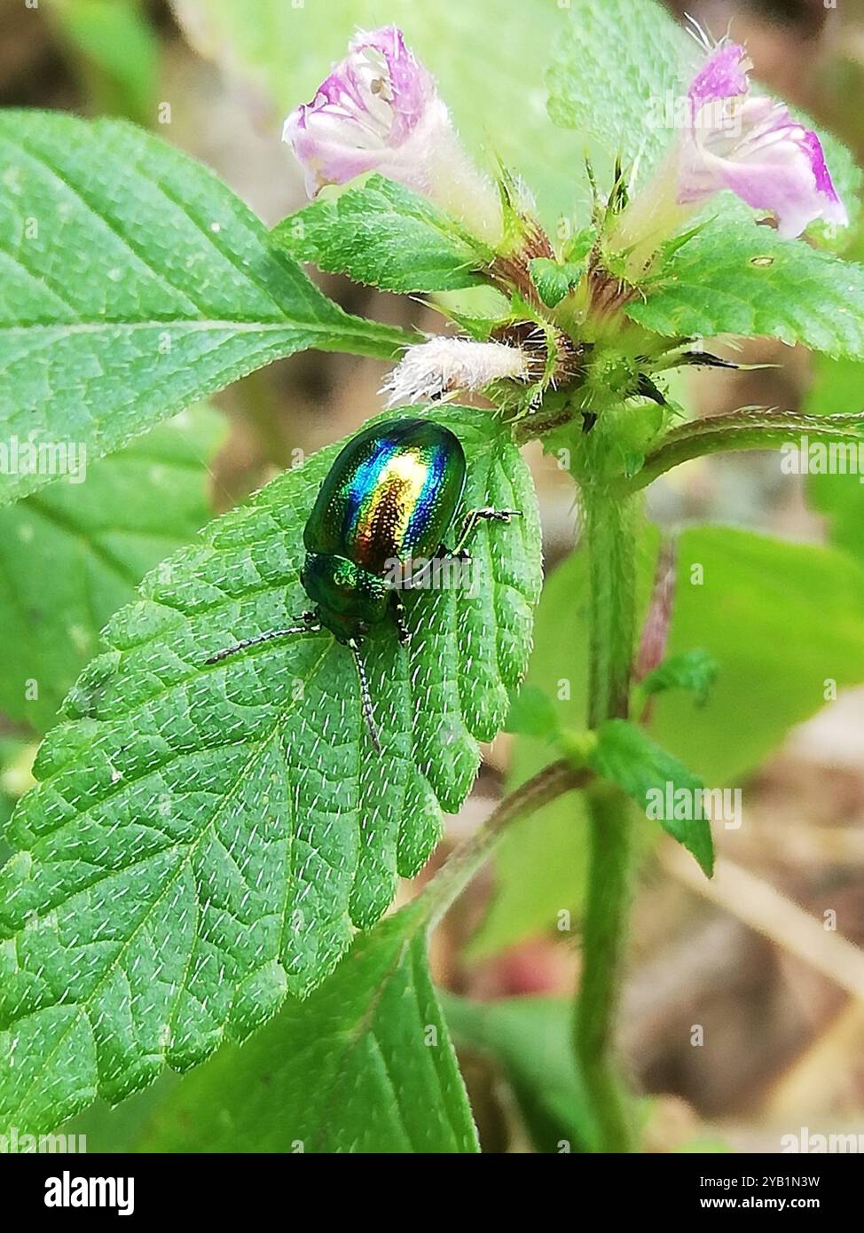 Dead-nettle Leaf Beetle (Fasta fastuosa) Insecta Stock Photo - Alamy