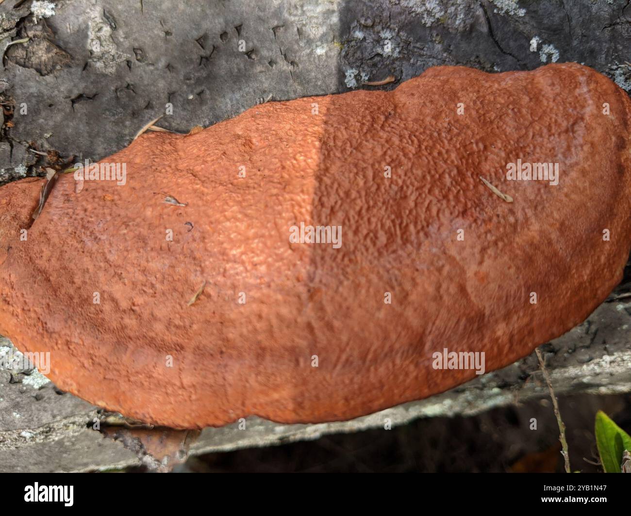 Northern Cinnabar Polypore (Trametes cinnabarina) Fungi Stock Photo - Alamy
