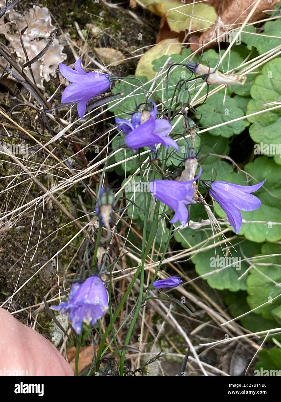 Common Harebell (Campanula rotundifolia) Plantae Stock Photo - Alamy