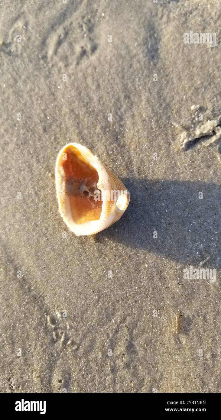 Ponderous Ark (Noetia ponderosa) Mollusca Stock Photo - Alamy