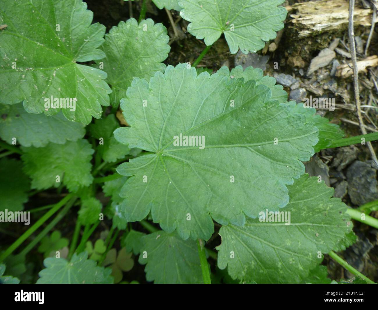 Carolina Bristlemallow (Modiola caroliniana) Plantae Stock Photo - Alamy