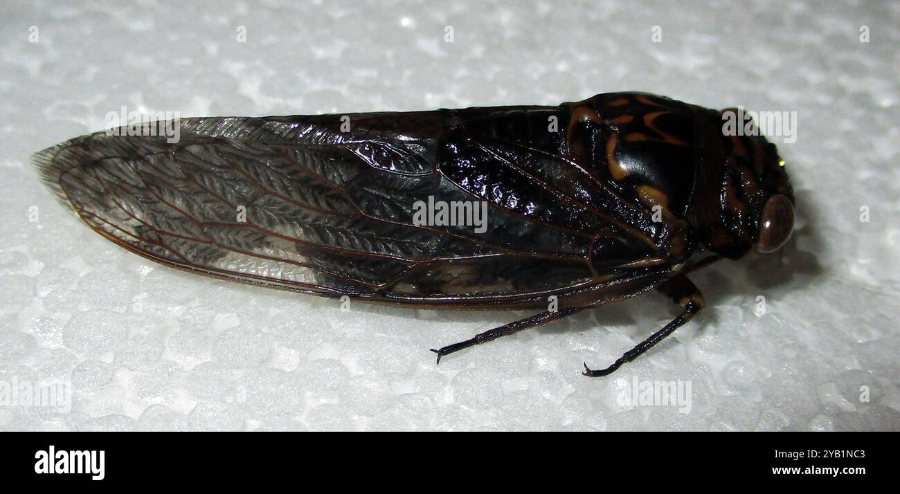 Short Abdomen Cicadas (Parnisini) Insecta Stock Photo - Alamy
