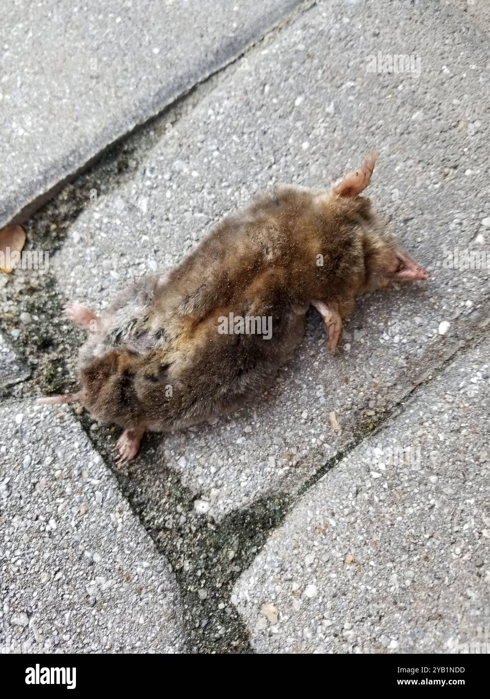 Eastern Mole (Scalopus aquaticus) Mammalia Stock Photo - Alamy