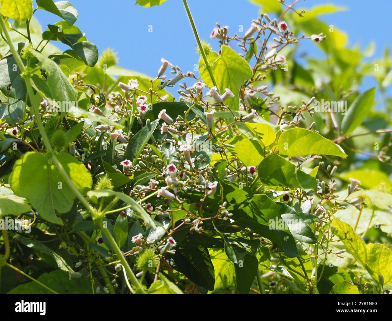 skunk vine (Paederia foetida) Plantae Stock Photo - Alamy