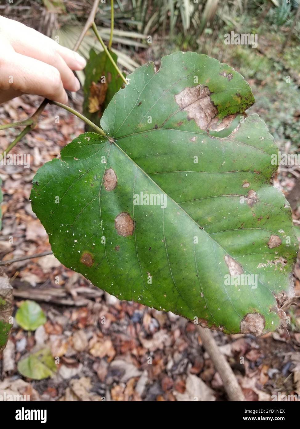 Swamp Cottonwood (Populus heterophylla) Plantae Stock Photo - Alamy