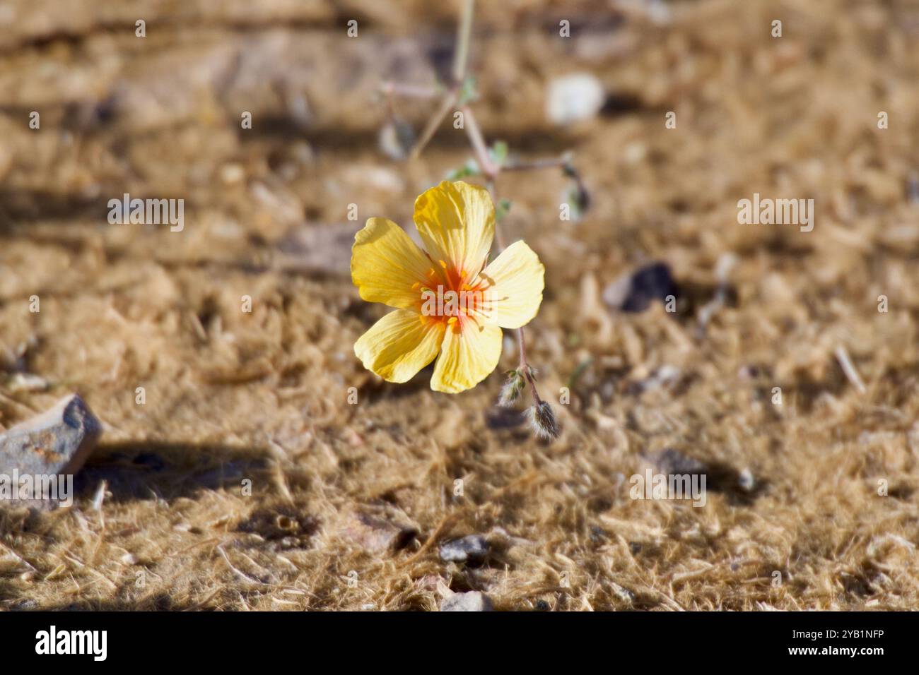 Arizona poppy (Kallstroemia grandiflora) Plantae Stock Photo - Alamy