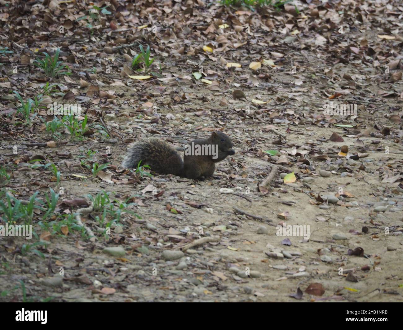 Taiwan Squirrel (Callosciurus erythraeus thaiwanensis) Mammalia Stock ...