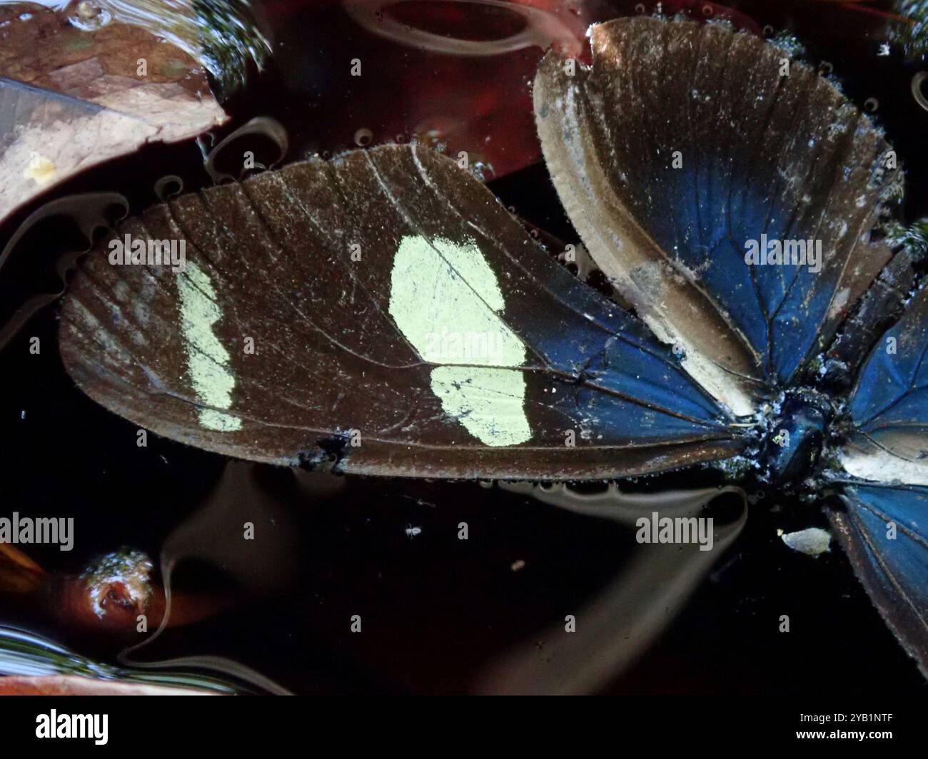 Sara Longwing (Heliconius sara) Insecta Stock Photo - Alamy