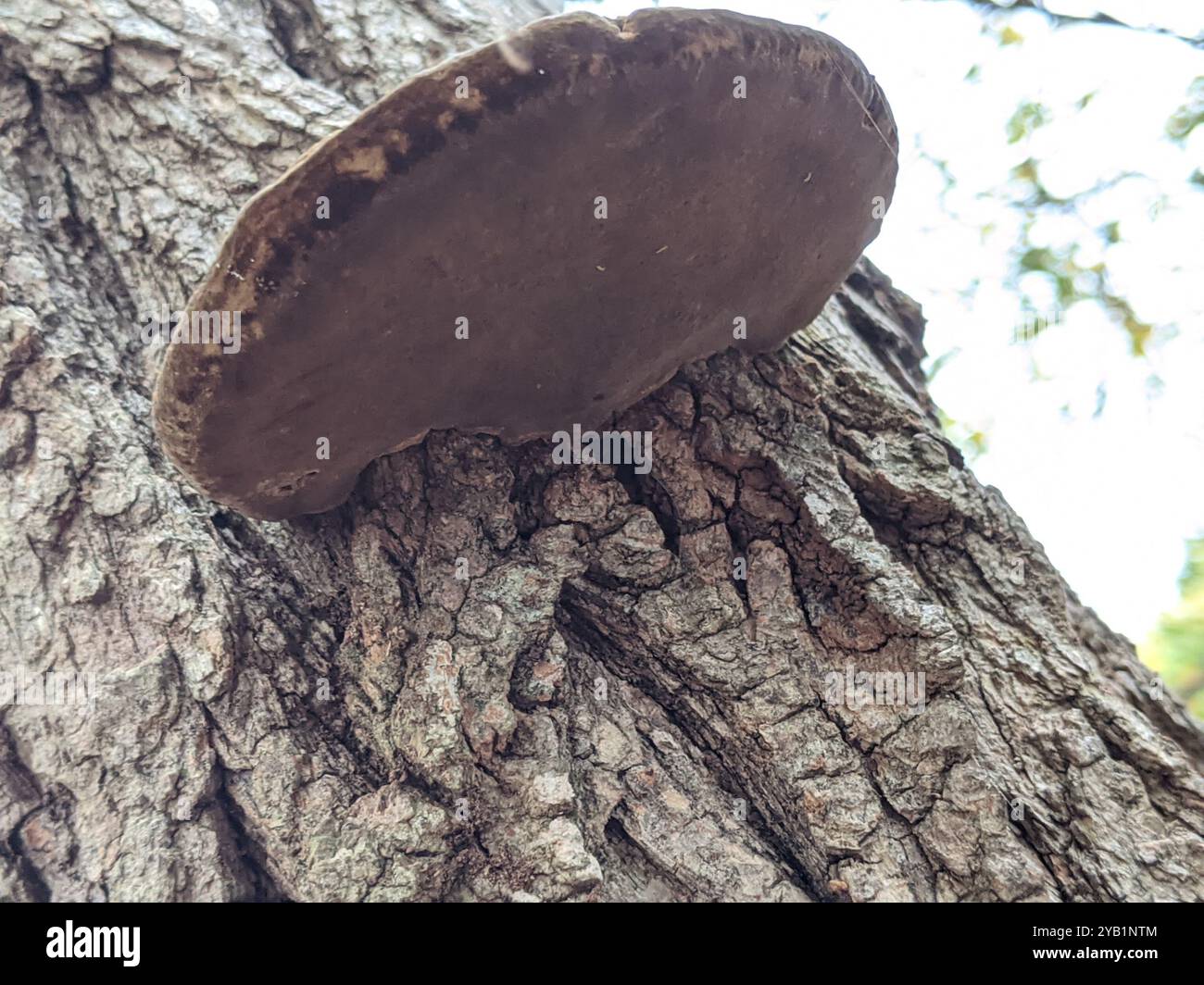 Cracked Cap Polypore (Fulvifomes robiniae) Fungi Stock Photo - Alamy