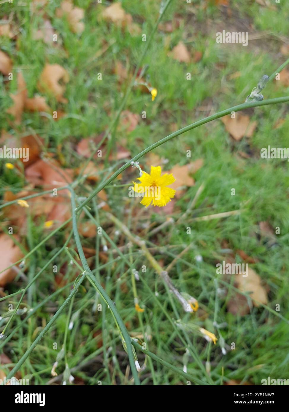 Rush Skeletonweed (Chondrilla juncea) Plantae Stock Photo - Alamy