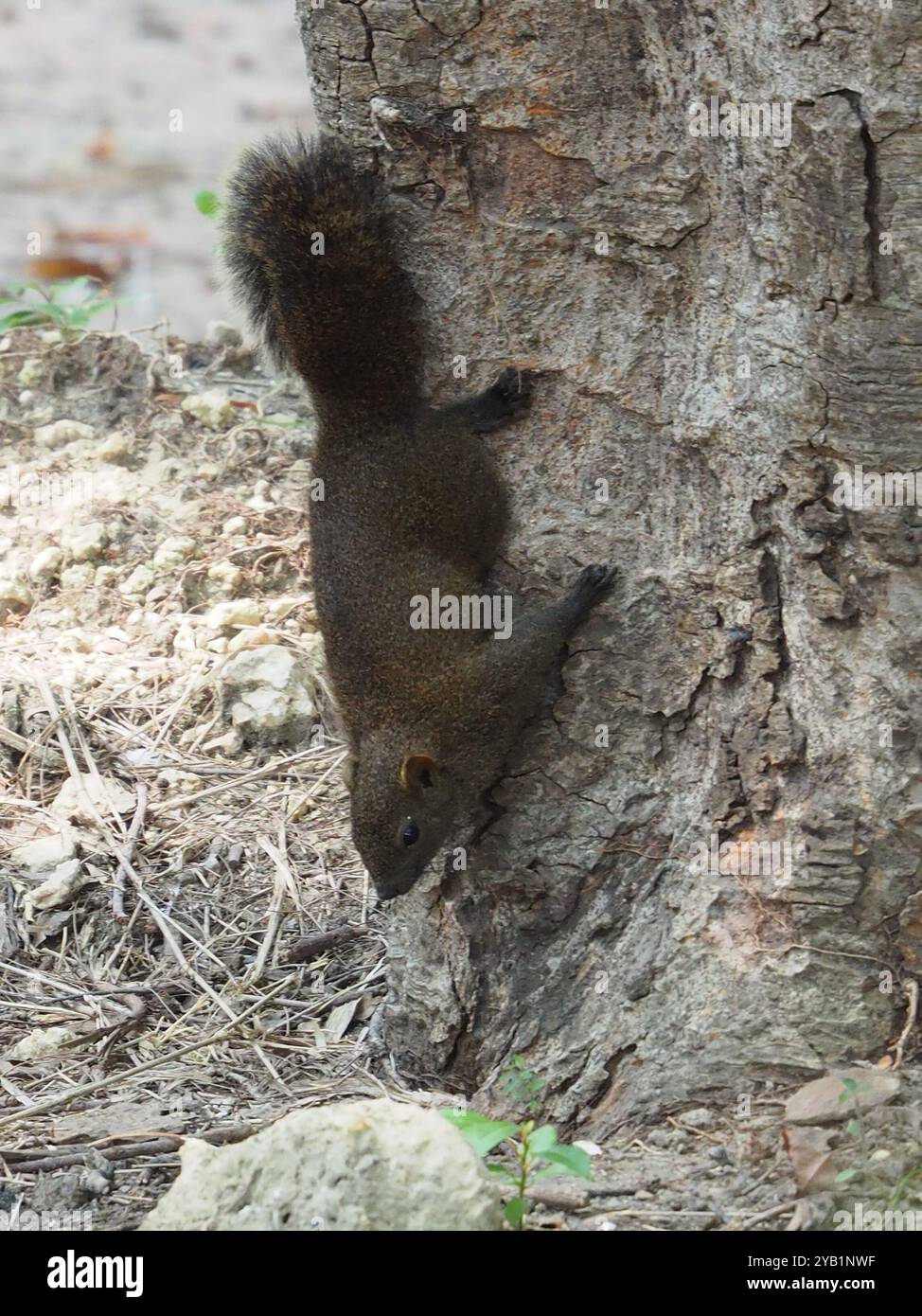 Taiwan Squirrel (Callosciurus erythraeus thaiwanensis) Mammalia Stock ...