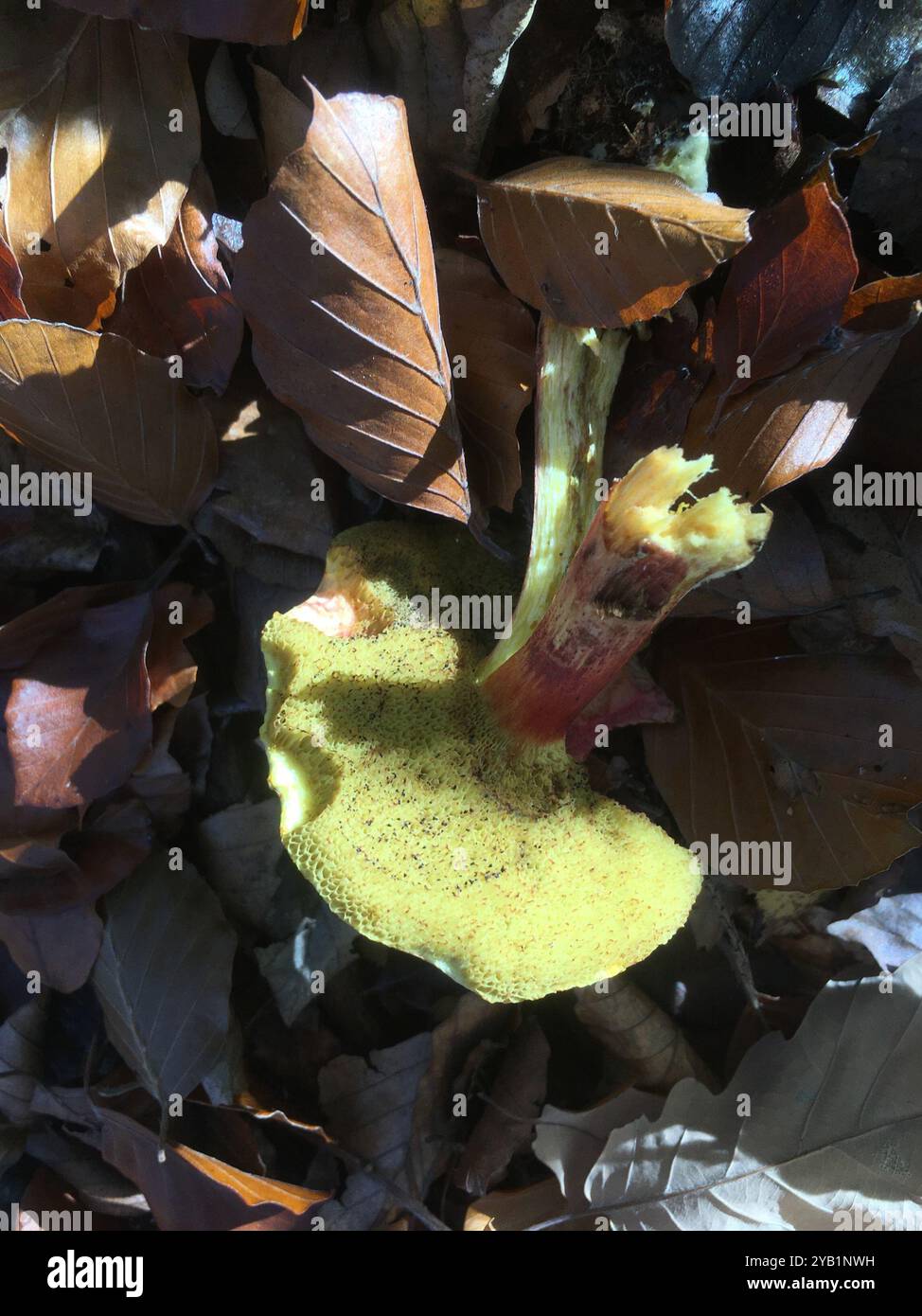 Red-cracking Bolete (Xerocomellus chrysenteron) Fungi Stock Photo - Alamy