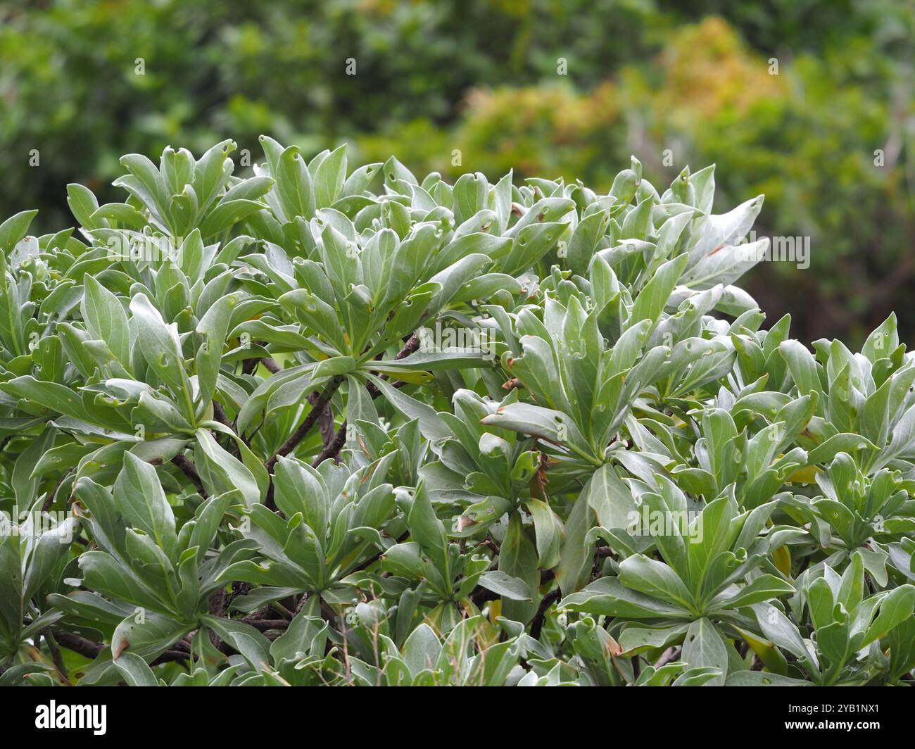 tree heliotrope (Heliotropium arboreum) Plantae Stock Photo - Alamy