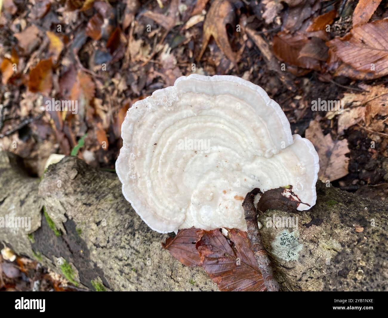 Lumpy Bracket (Trametes gibbosa) Fungi Stock Photo - Alamy