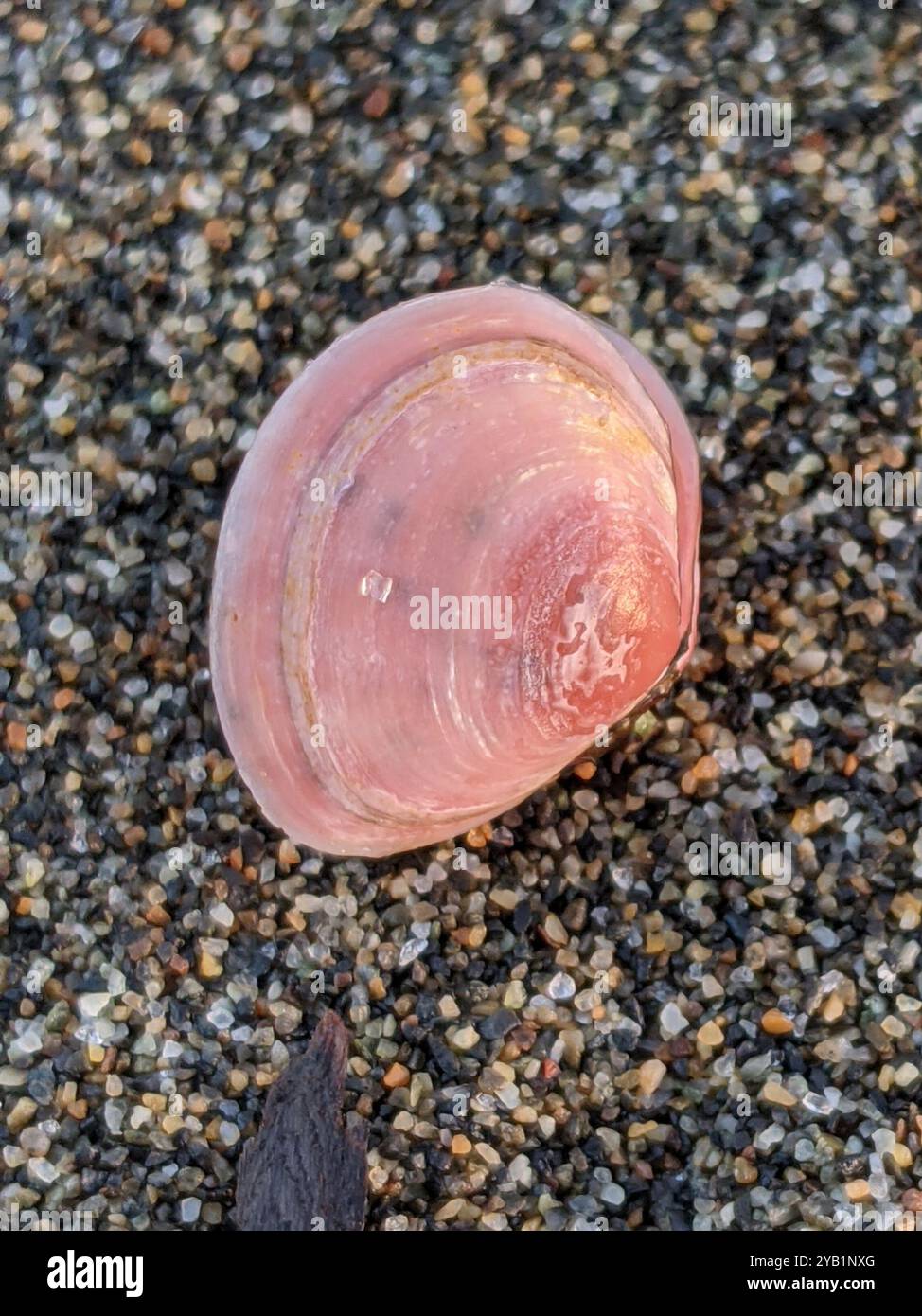 Baltic Macoma (Macoma balthica) Mollusca Stock Photo - Alamy