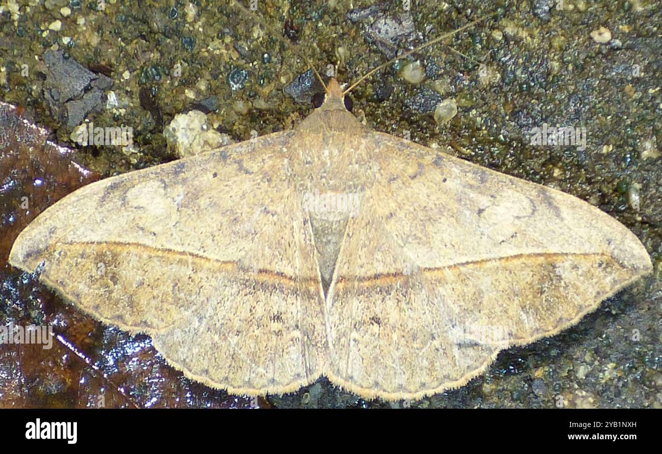 Velvetbean Caterpillar Moth (Anticarsia gemmatalis) Insecta Stock Photo ...