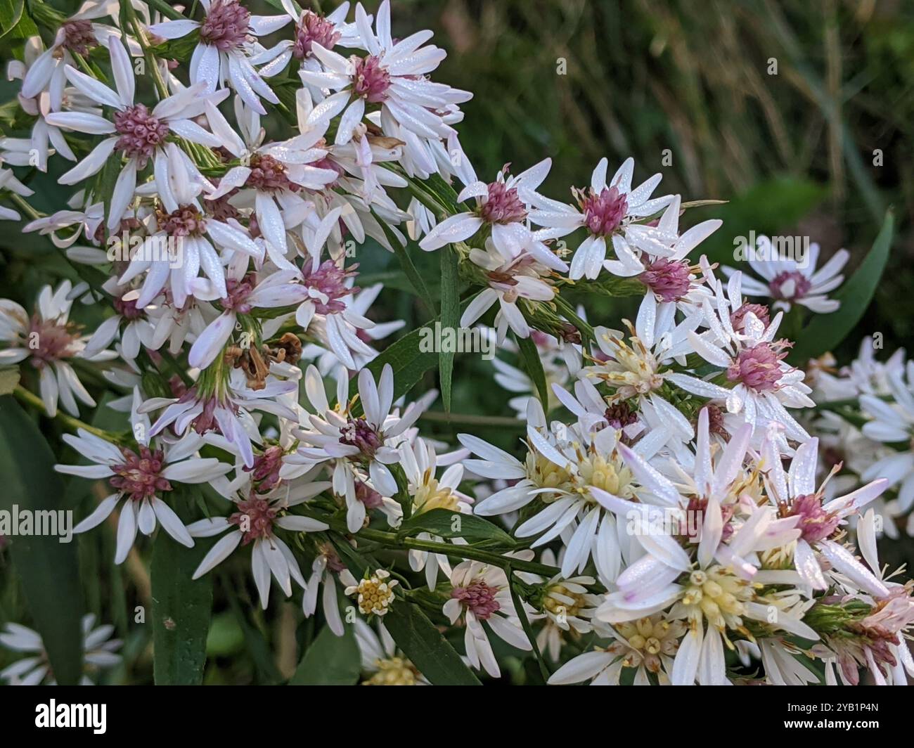 American asters (Symphyotrichum) Plantae Stock Photo - Alamy