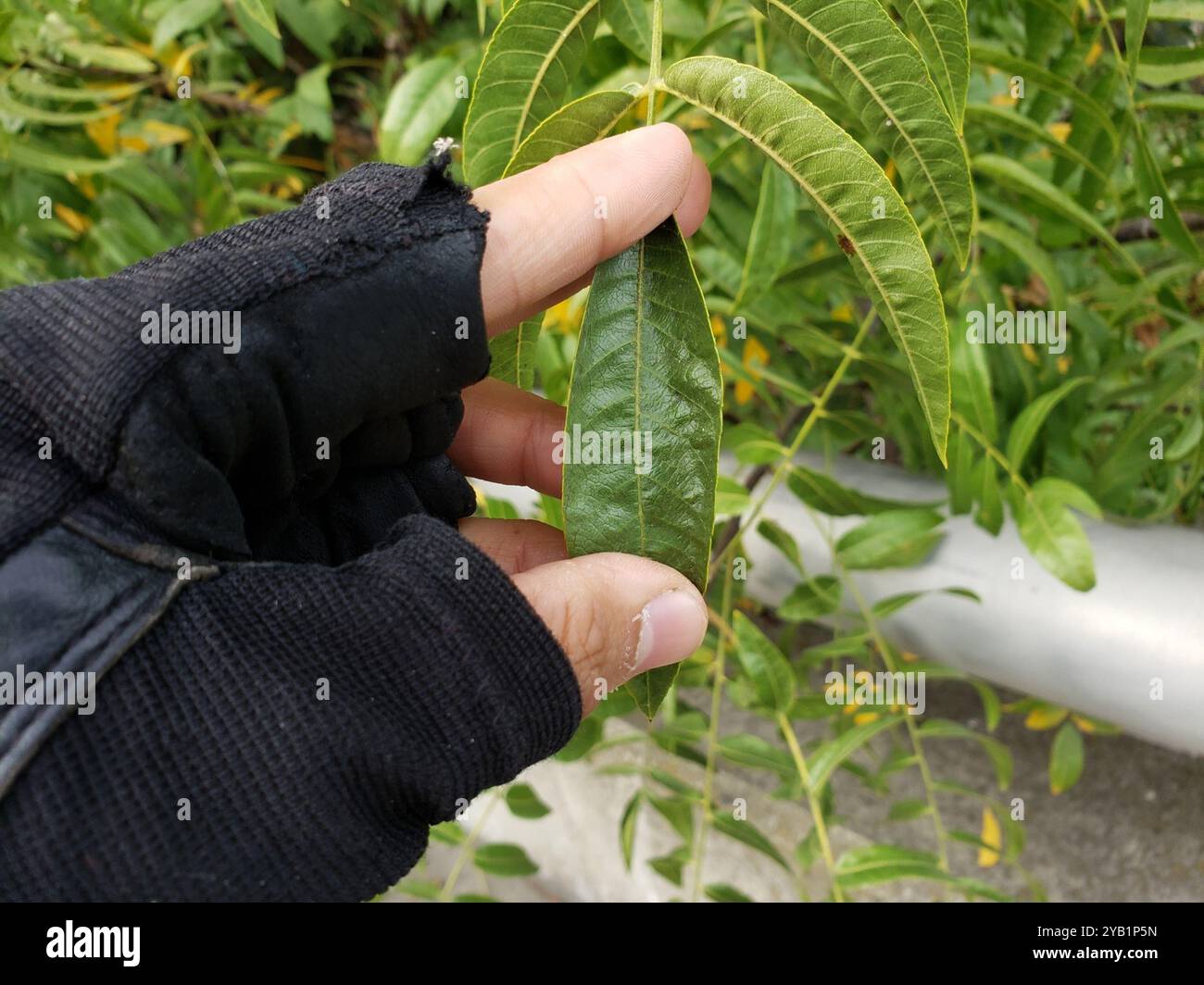 northern California black walnut (Juglans hindsii) Plantae Stock Photo ...