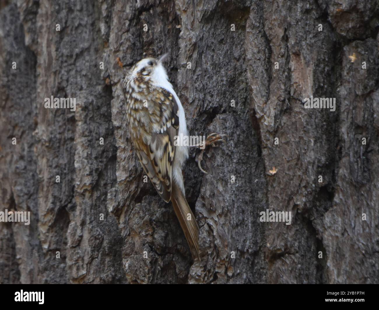 Eurasian Treecreeper (Certhia familiaris) Aves Stock Photo - Alamy