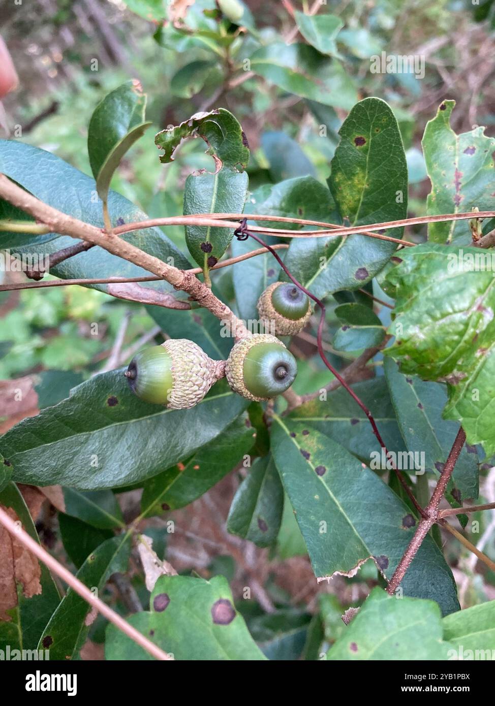 oaks (Quercus) Plantae Stock Photo - Alamy