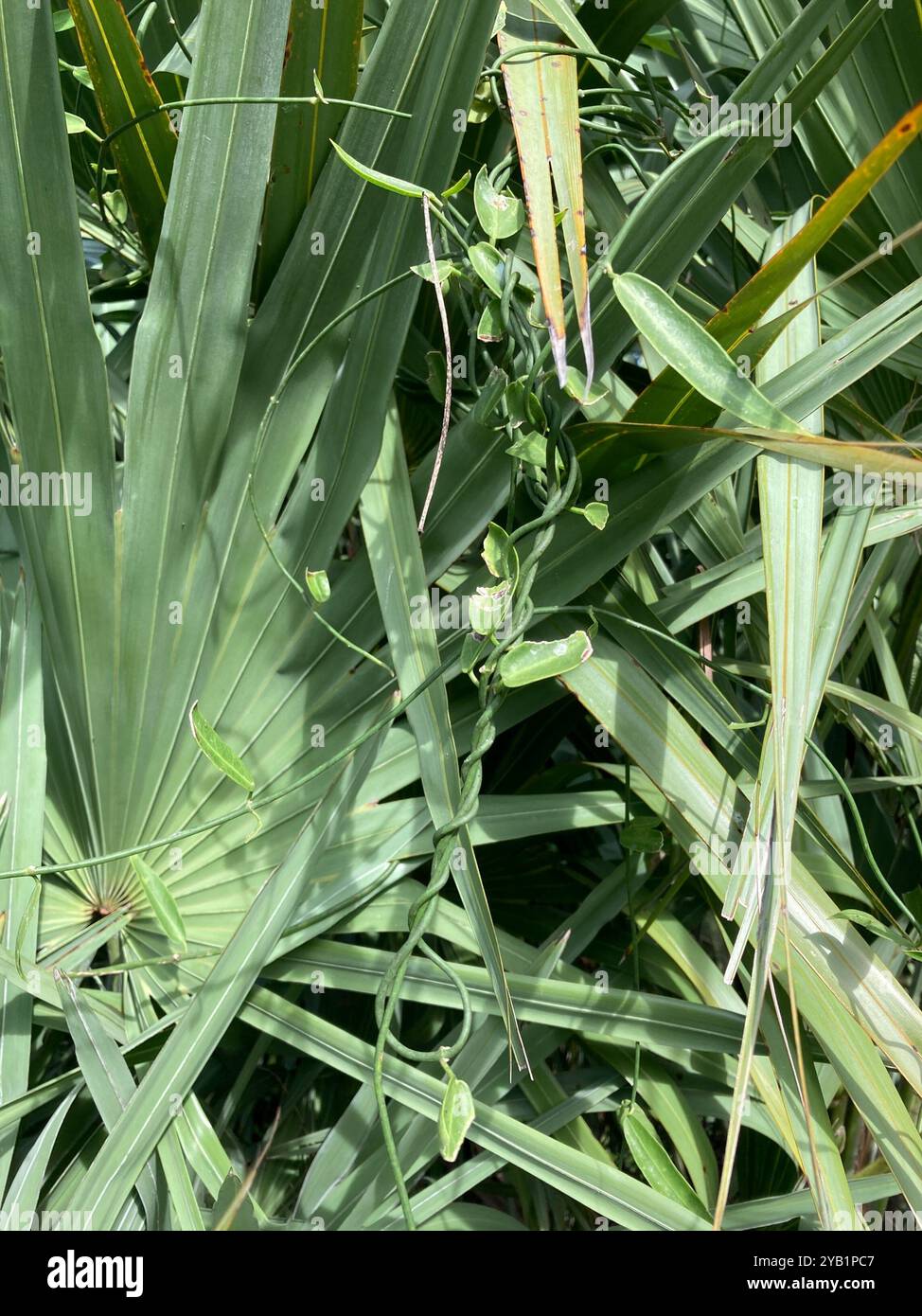 white twinevine (Funastrum clausum) Plantae Stock Photo - Alamy