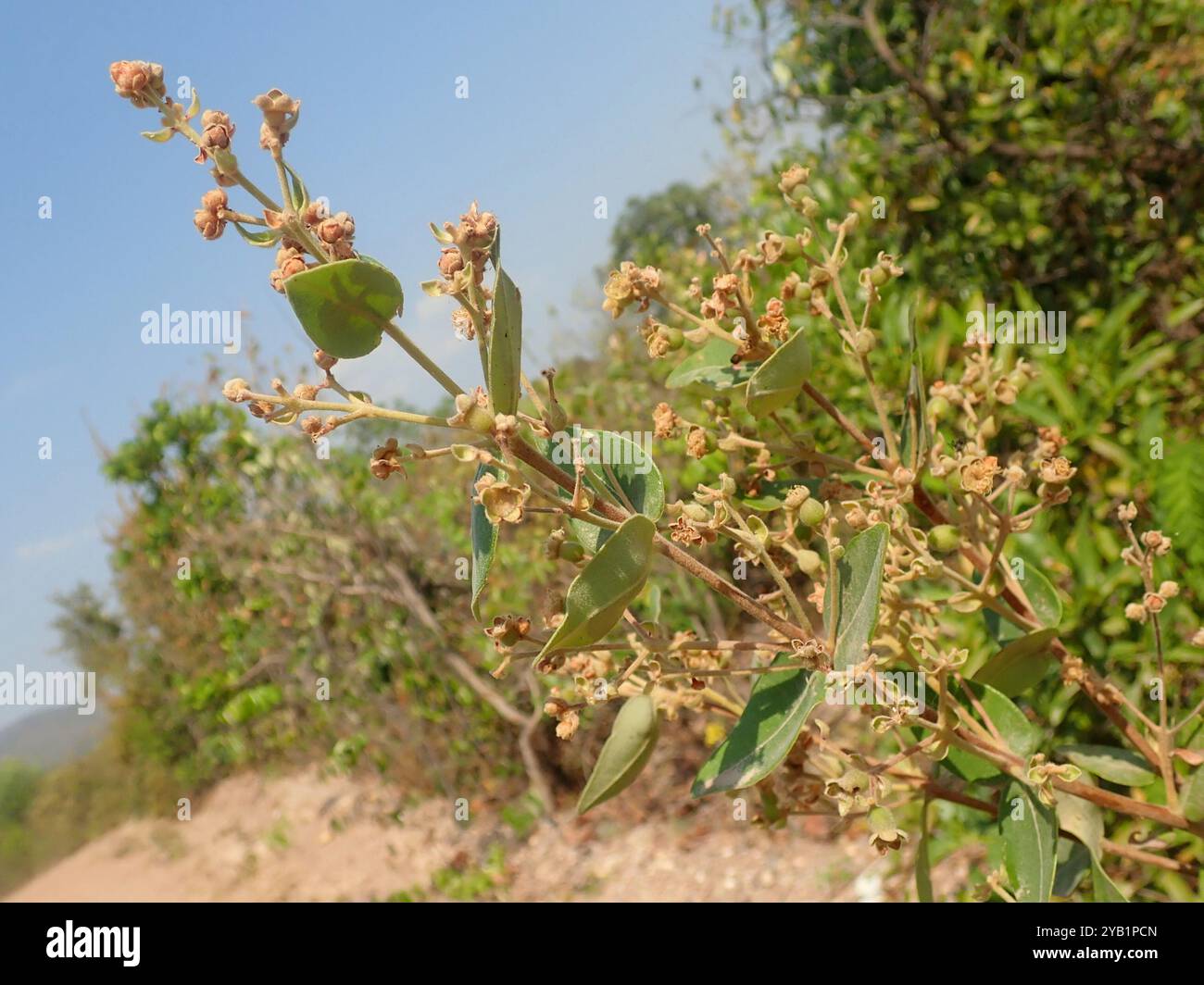 myrtle family (Myrtaceae) Plantae Stock Photo - Alamy