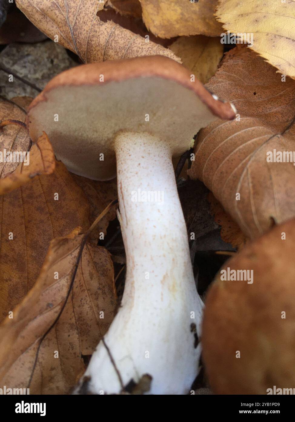 Butterball (Suillus weaverae) Fungi Stock Photo - Alamy