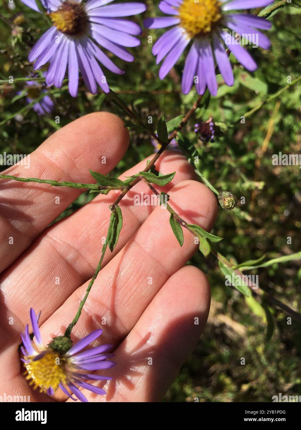 late purple aster (Symphyotrichum patens) Plantae Stock Photo - Alamy